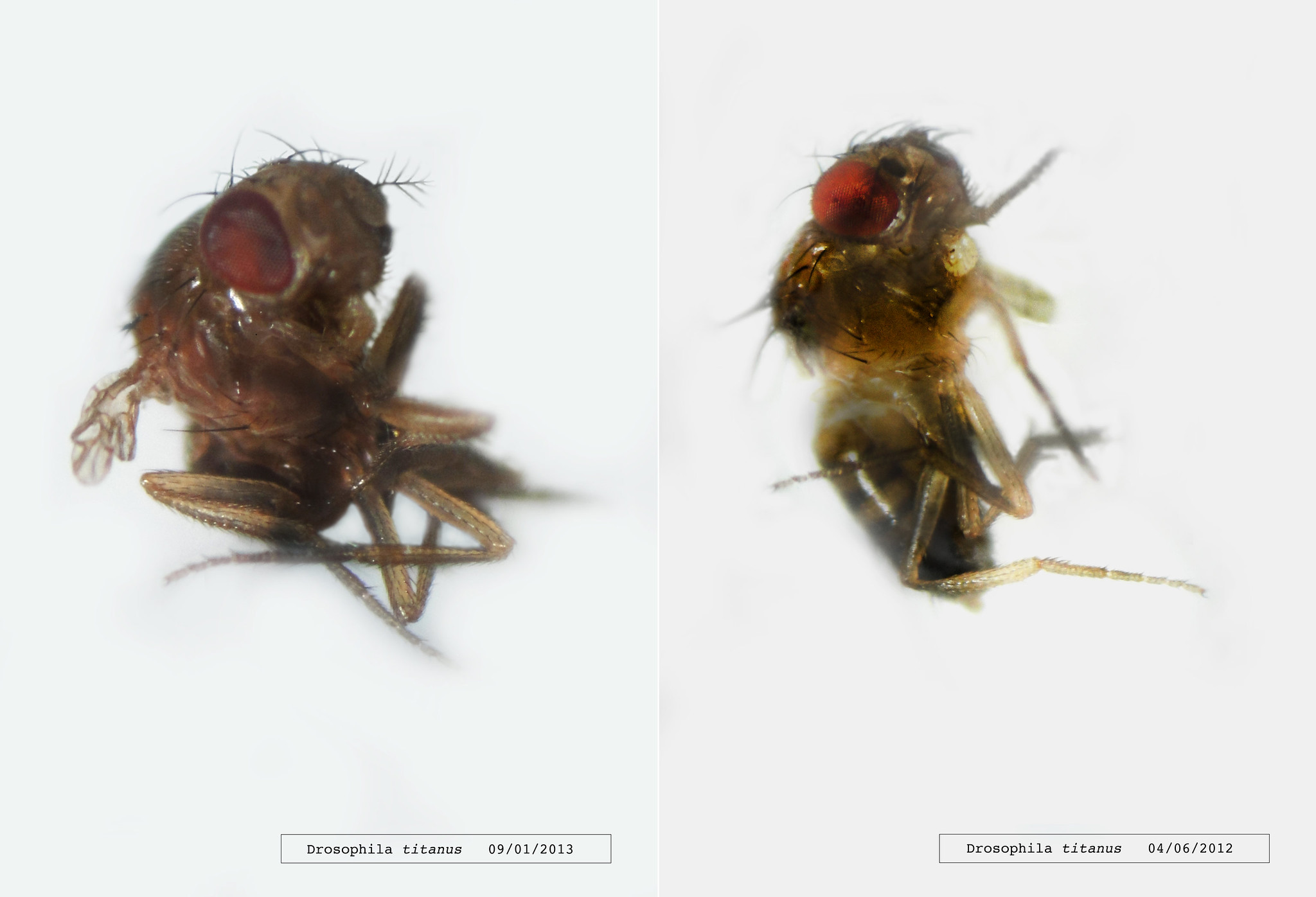 Drosophila titanus – Bioart Database